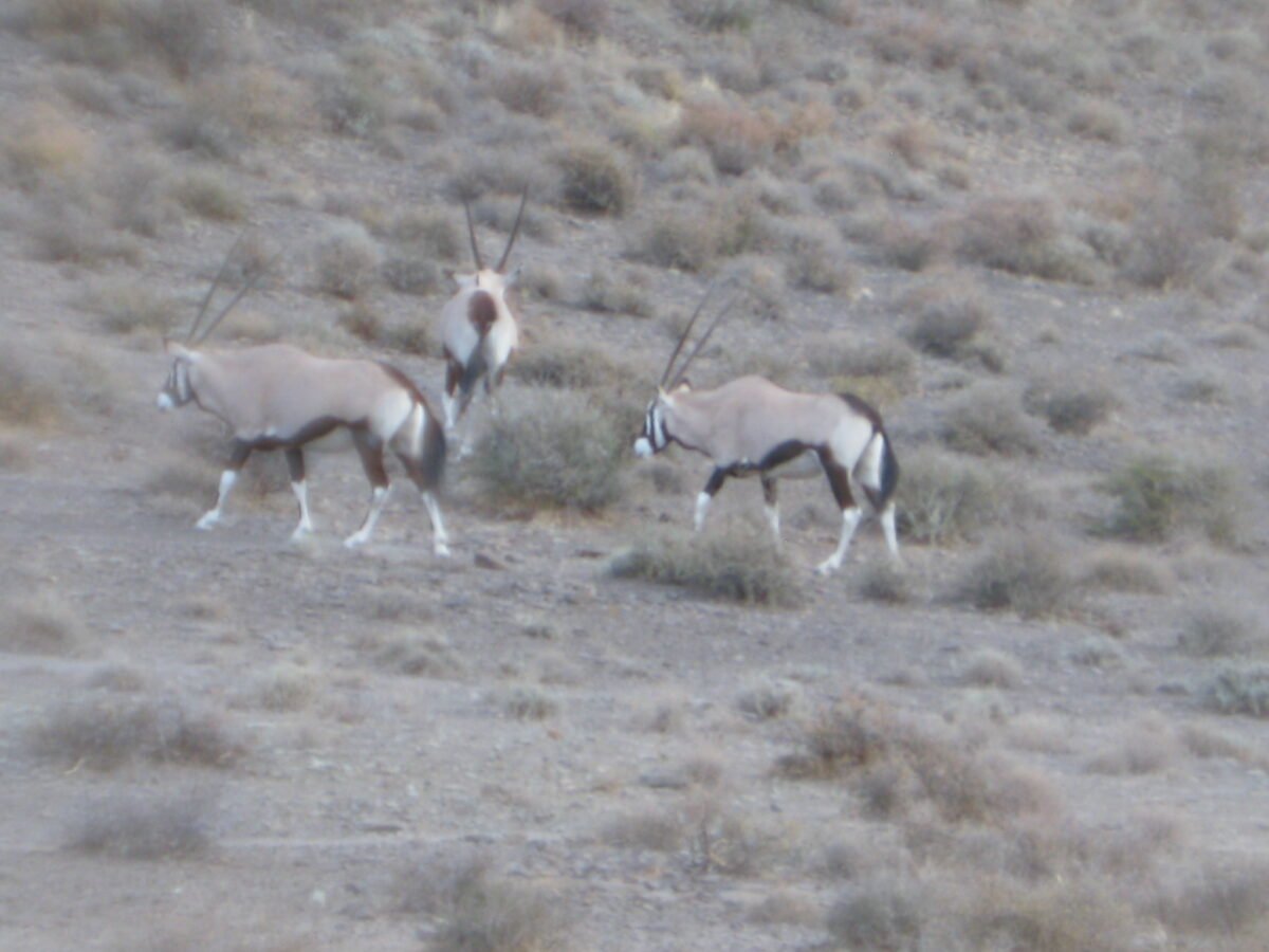 May 11: Karoo National Park - Overland Travel With KMcGee