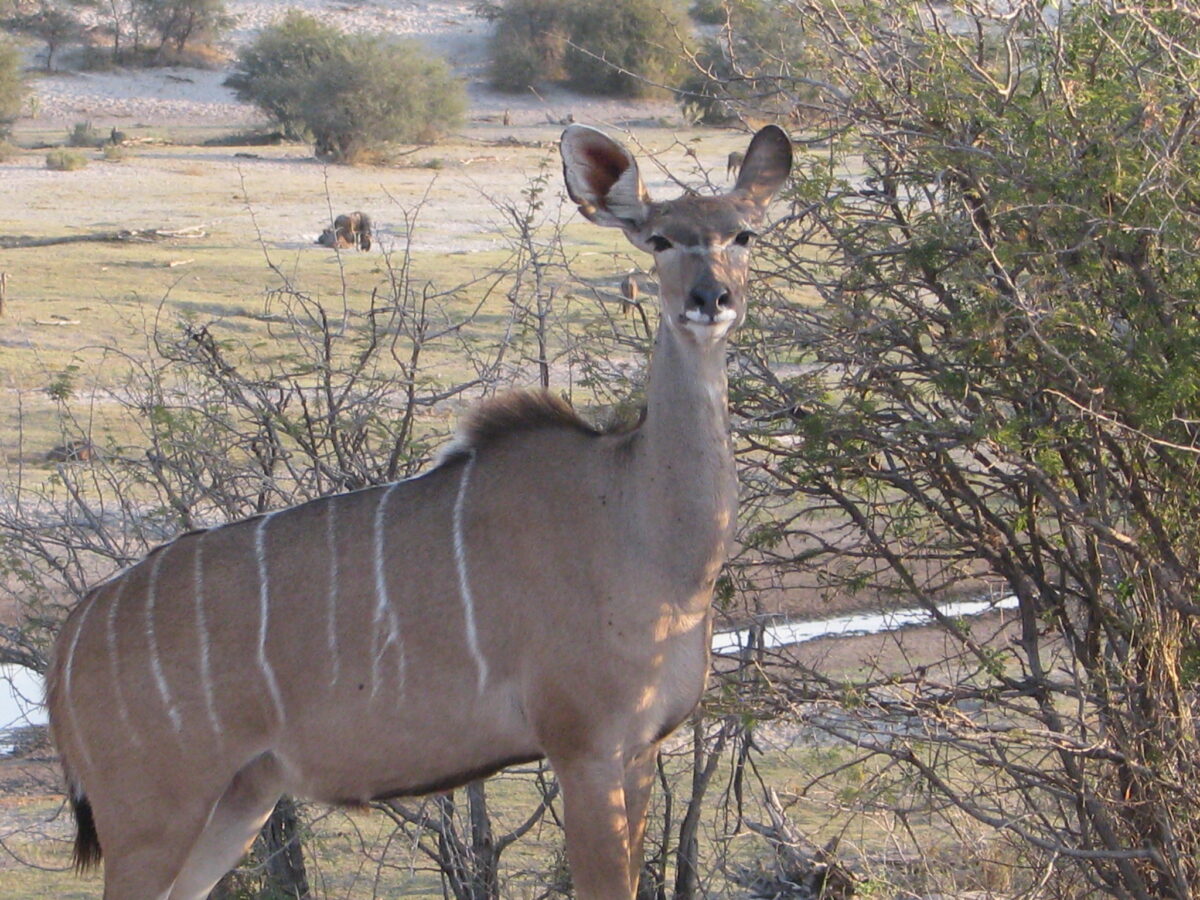 June 7-8: Makgadikgadi National Park - Overland Travel With KMcGee