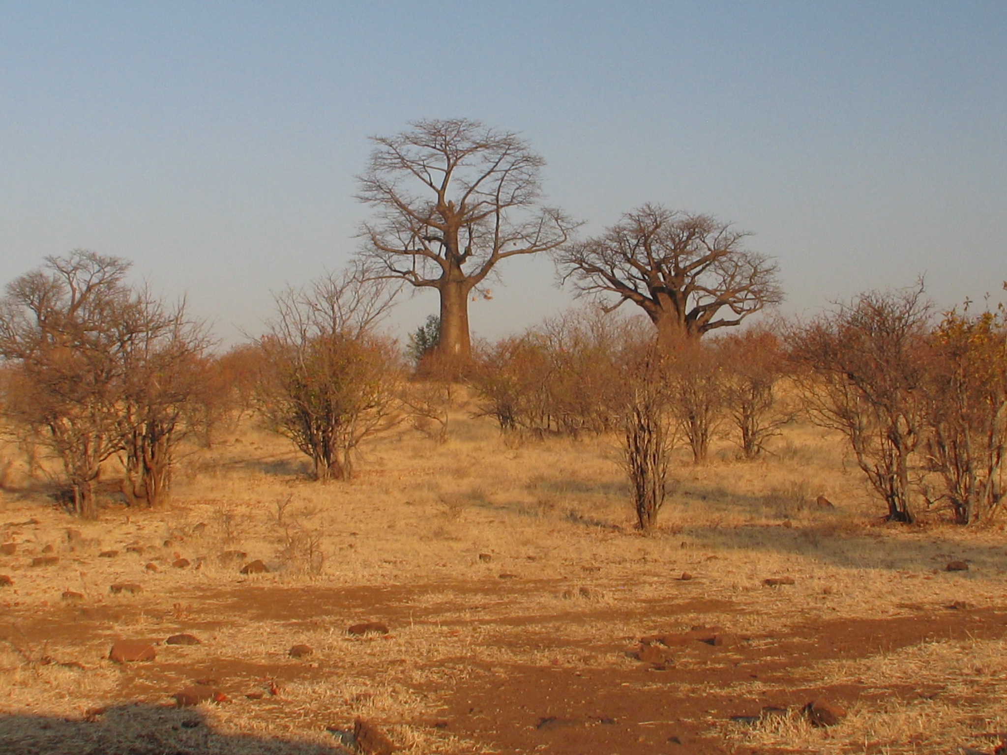 July 1-3: Zambezi National Park - Overland Travel With KMcGee