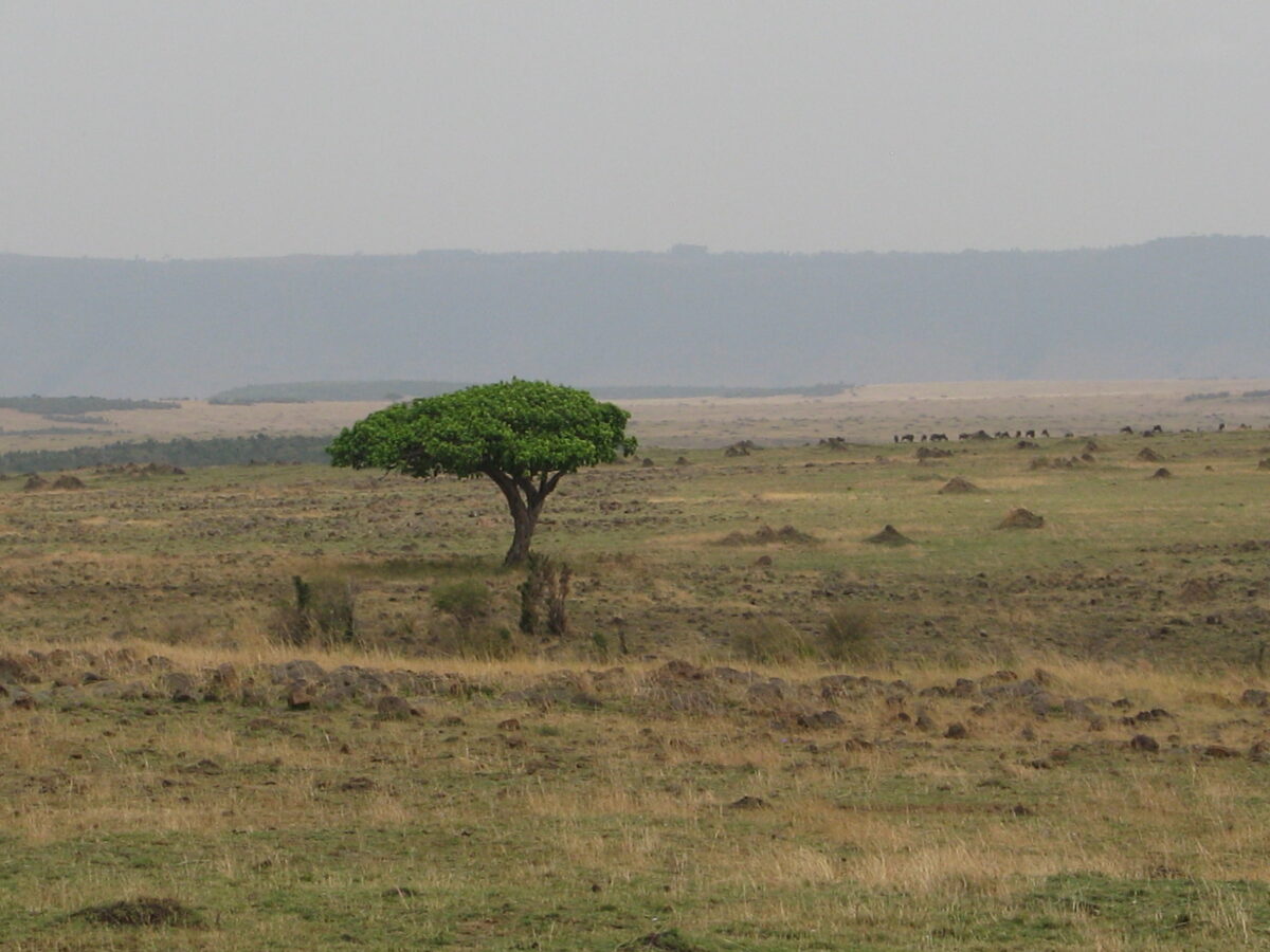 August 28-September 2: The Maasai Mara Triangle - Overland Travel With ...