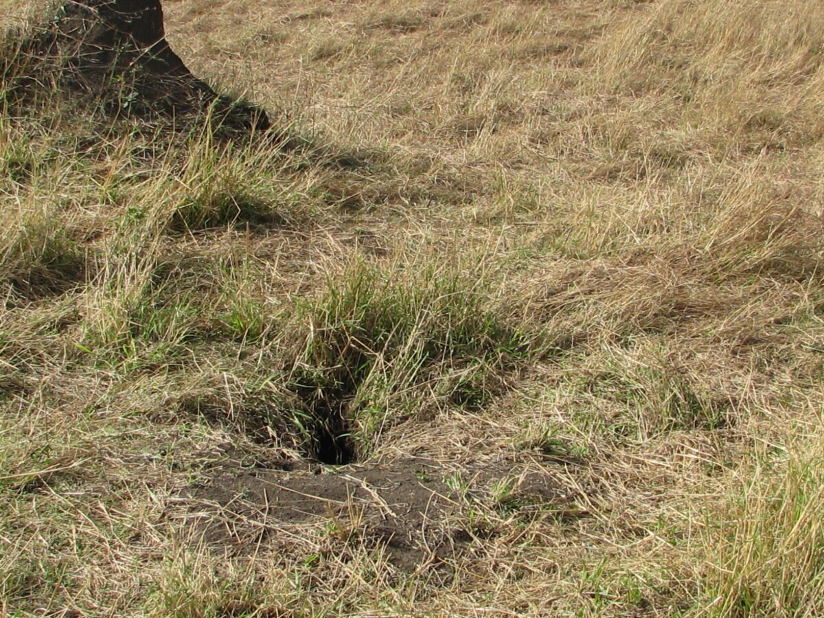 August 28-September 2: The Maasai Mara Triangle - Overland Travel With ...