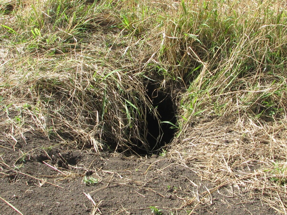 August 28-September 2: The Maasai Mara Triangle - Overland Travel With ...