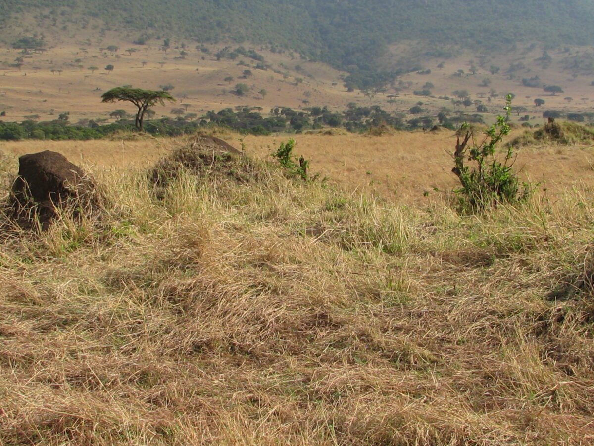 August 28-September 2: The Maasai Mara Triangle - Overland Travel With ...